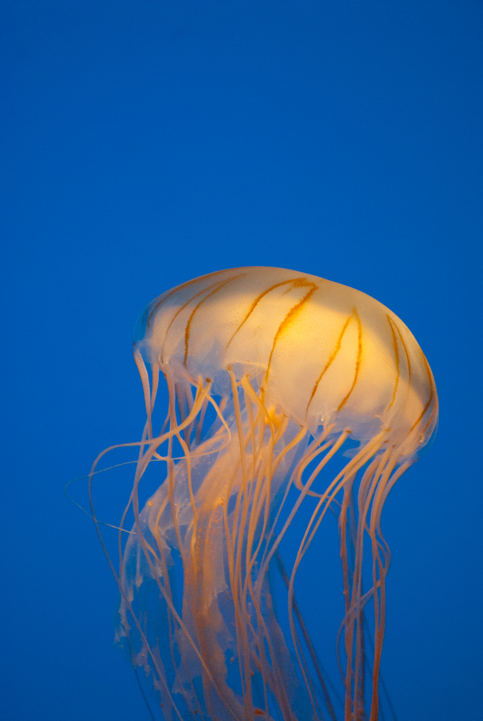 Johns Hopkins Hospital - Alexander Heilner